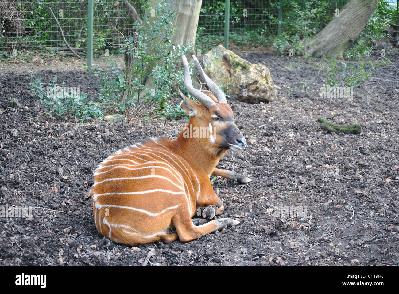 Dublin zoo enclosure hi-res stock photography and images - Alamy