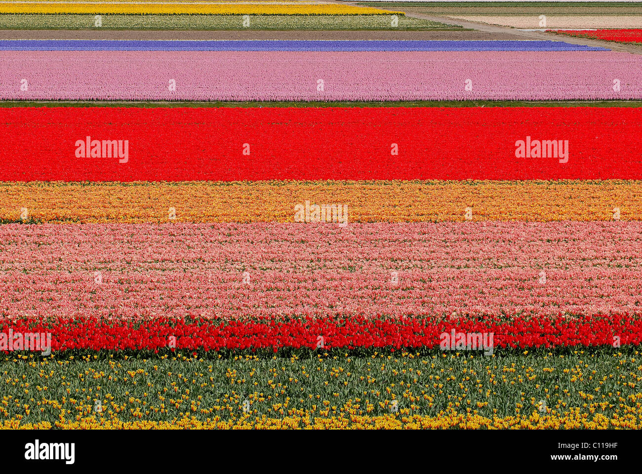 Colourful flower field Stock Photo - Alamy