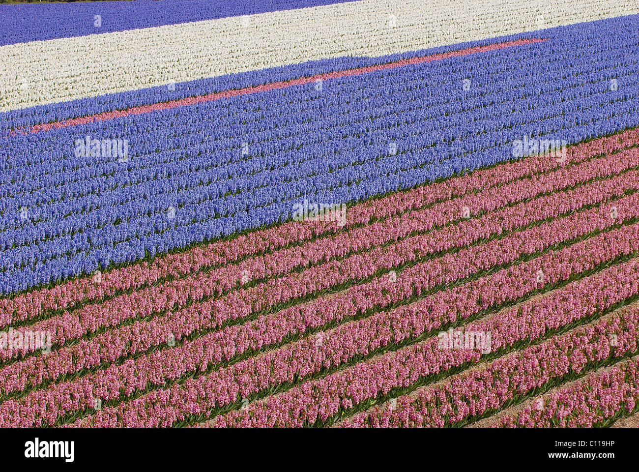 Colourful flower field Stock Photo - Alamy