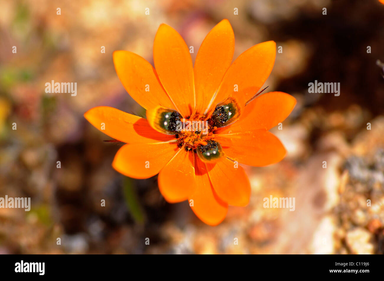 Beetle daisy (Gorteria diffusa), Springbok, Namaqualand, South Africa ...
