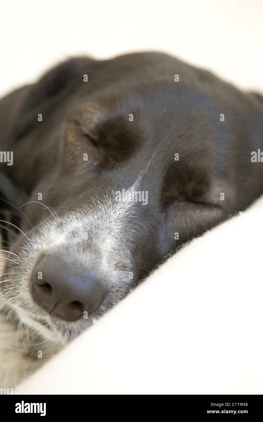 Crossbreed dog, female, dozing Stock Photo - Alamy