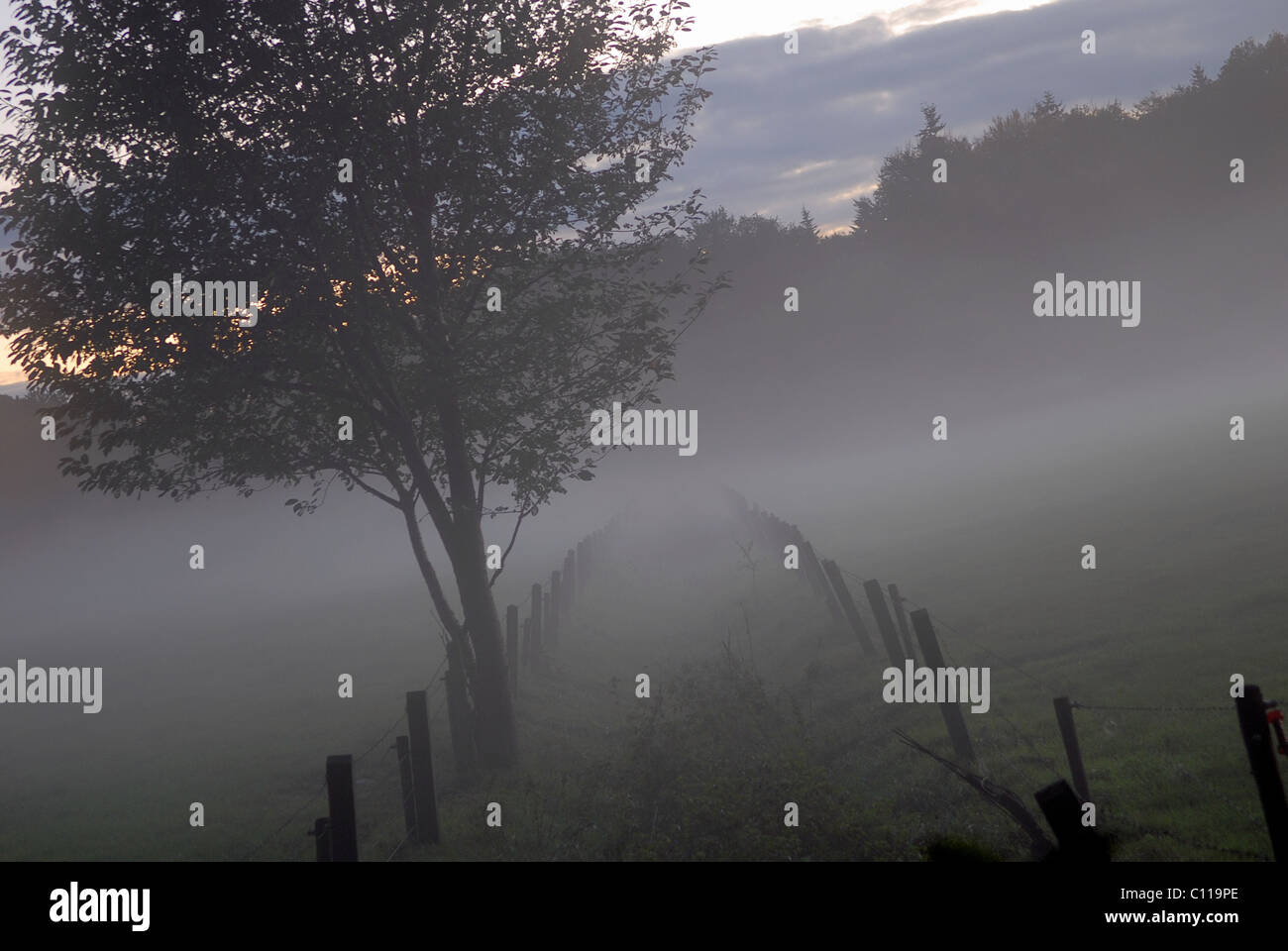 Foggy pathway in meadow Stock Photo - Alamy