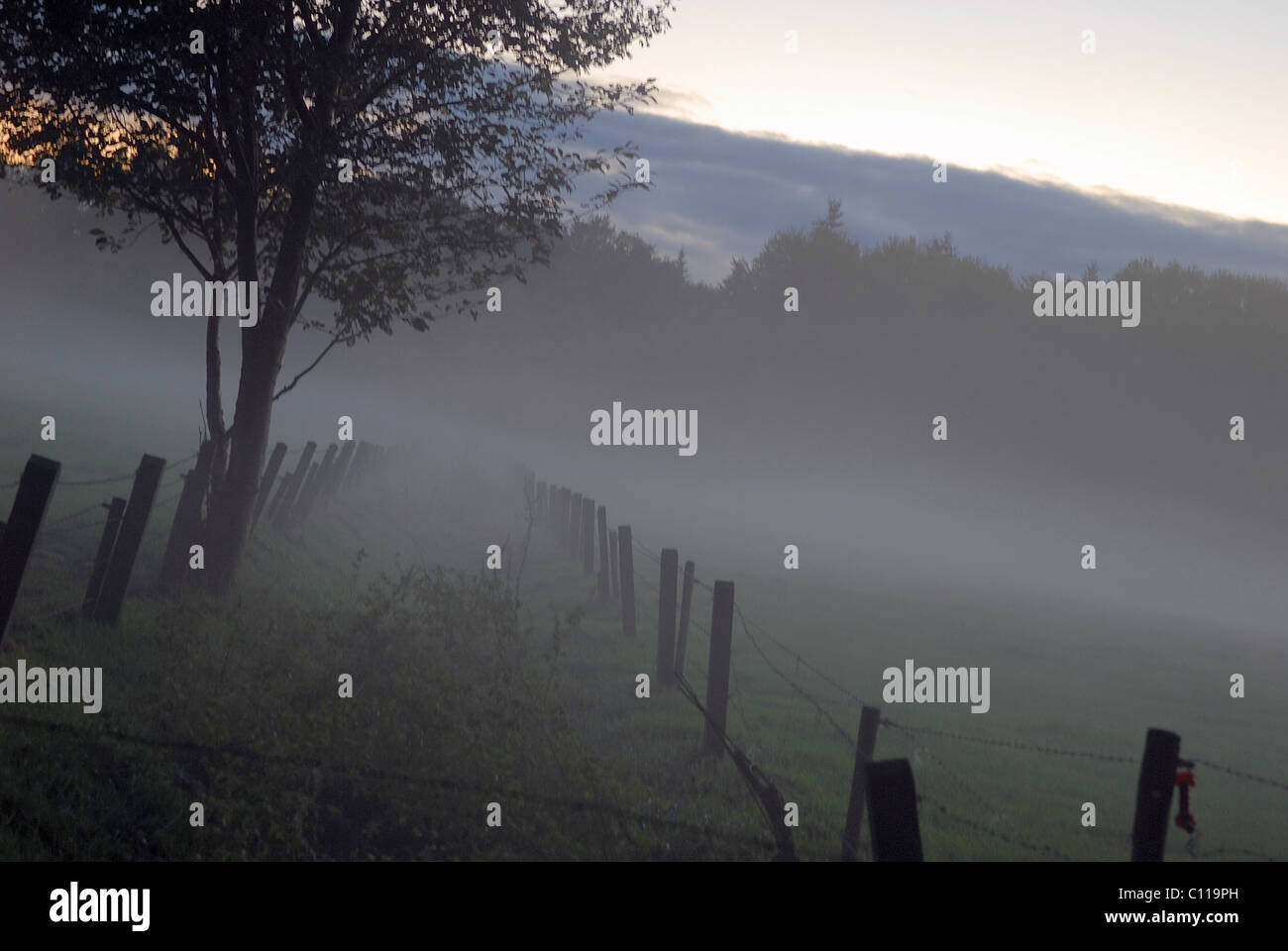 Foggy pathway in meadow Stock Photo - Alamy
