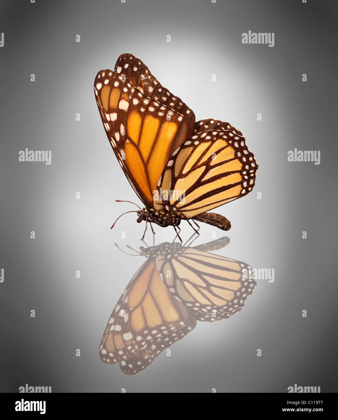 Monarch butterfly (Danaus plexippus Stock Photo - Alamy