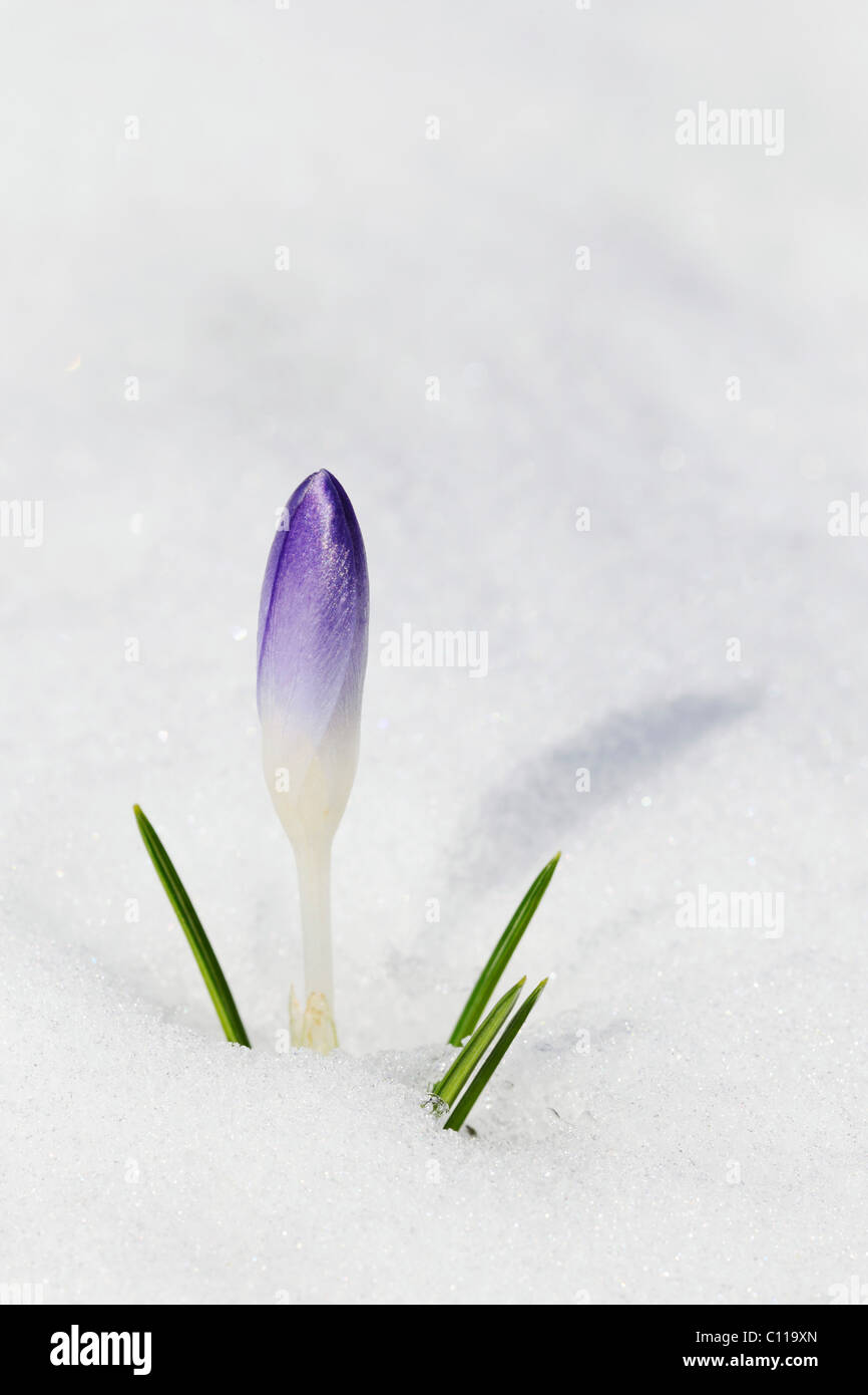 Neapolitanus hi-res stock photography and images - Alamy