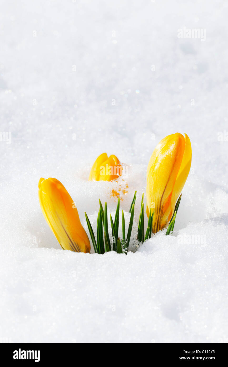 Yellow crocus, Spring crocus, Giant Dutch crocus (Crocus vernus ...