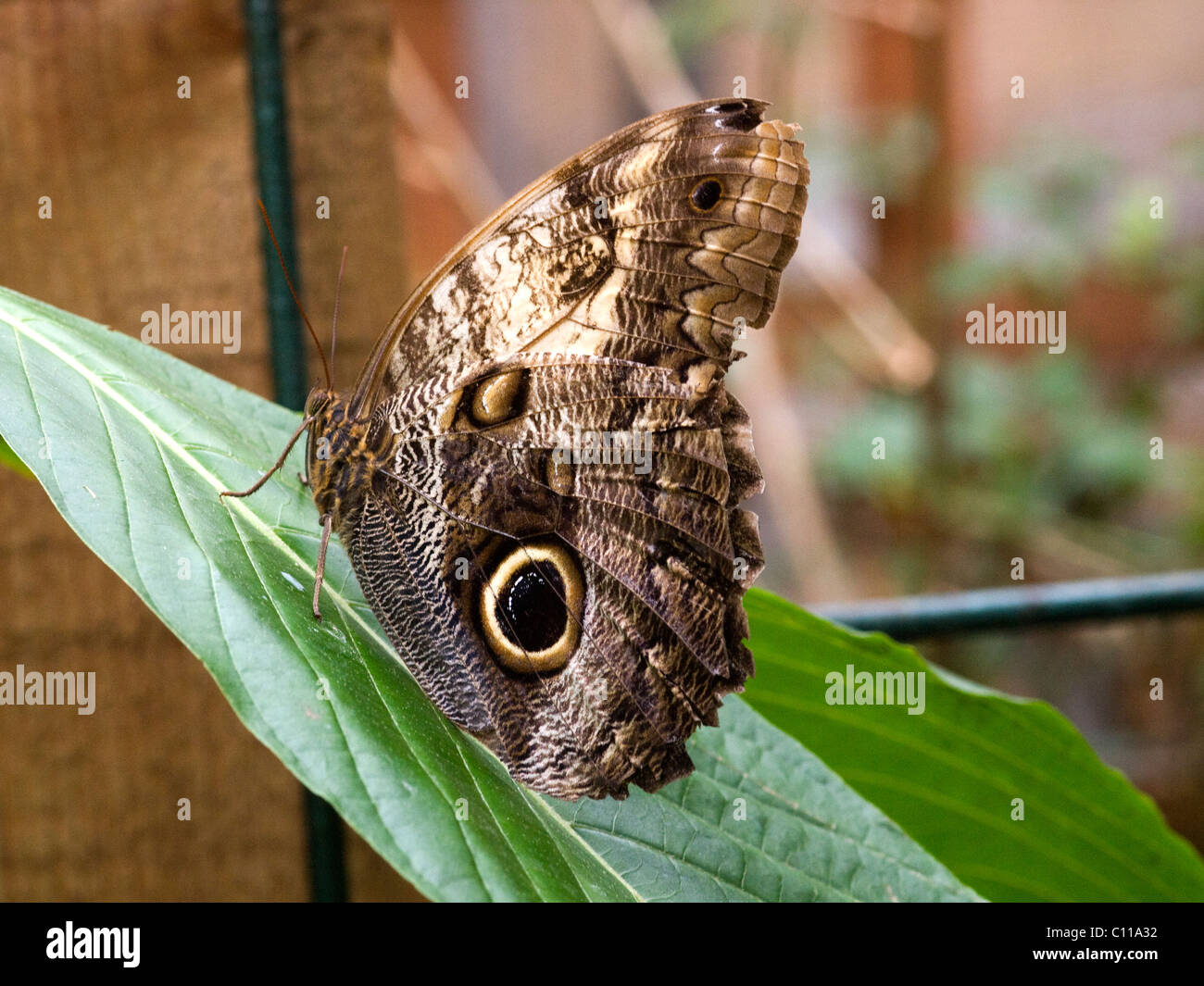 Flutter wings hi-res stock photography and images - Alamy