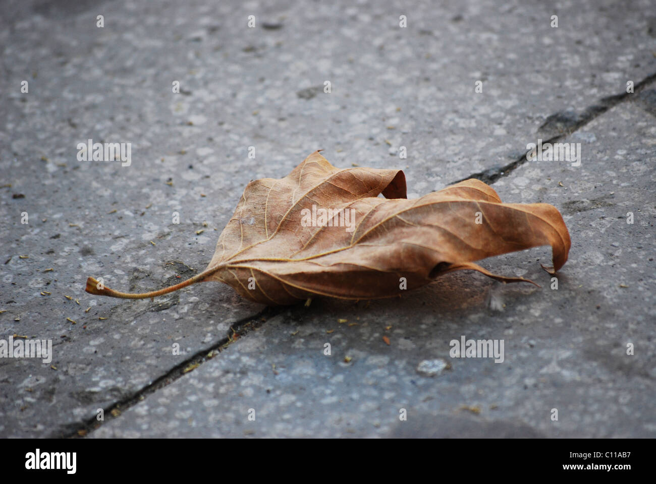 leaf on the ground Stock Photo - Alamy