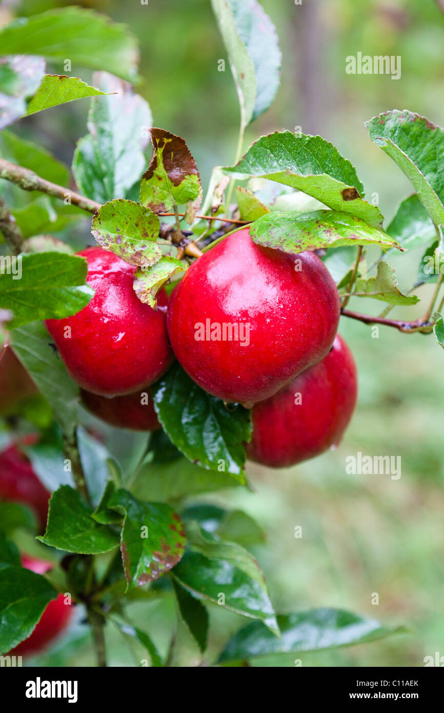 Idared hi-res stock photography and images - Alamy