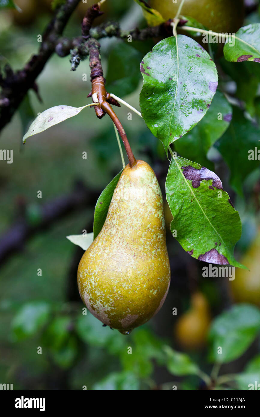 Conference pear tree fruit hi-res stock photography and images - Alamy