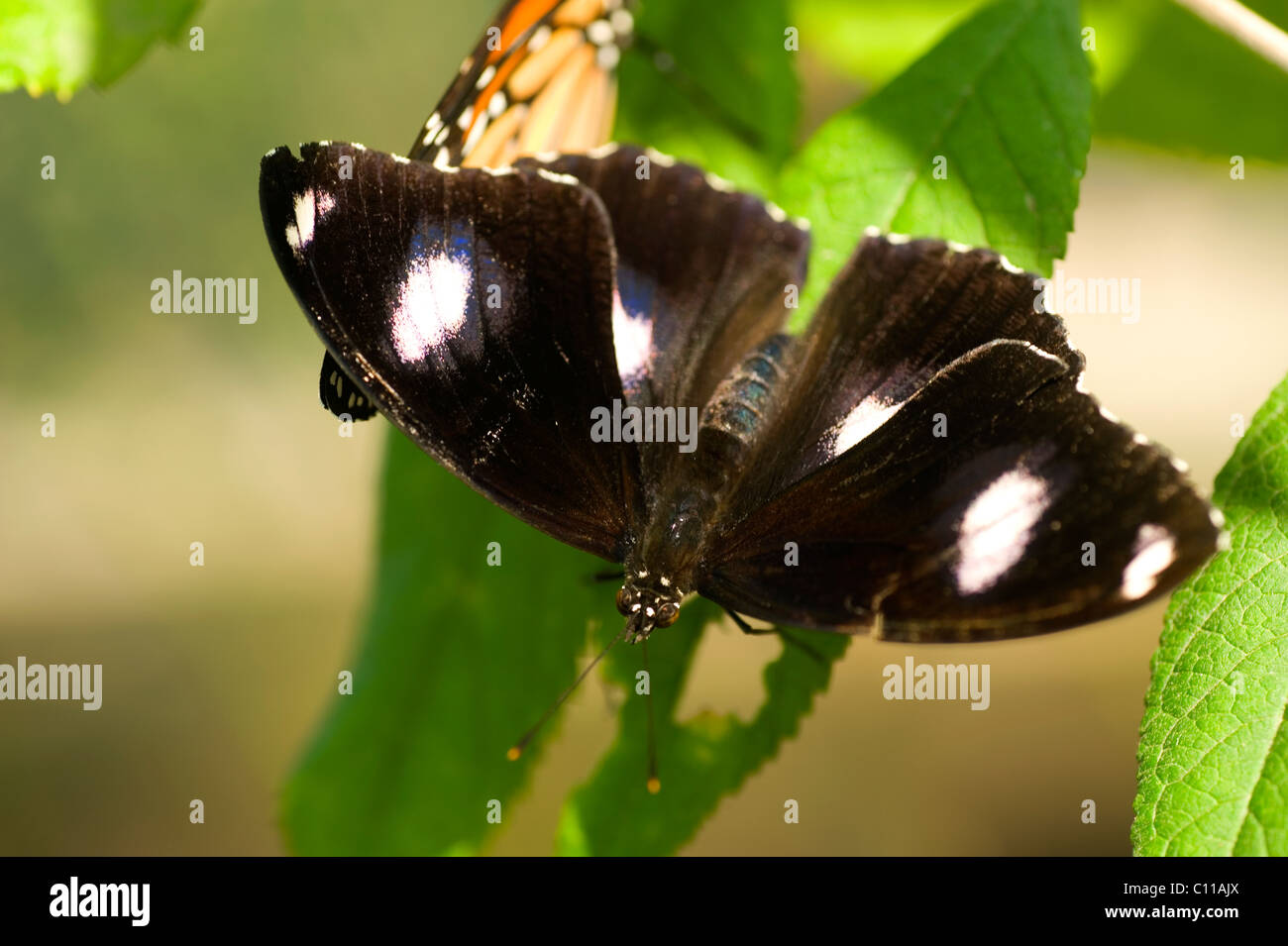 Male Varied eggfly Hypolimnas bolina butterfly Stock Photo - Alamy