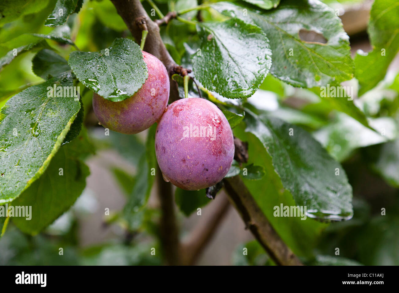 Victoria plum hi-res stock photography and images - Alamy