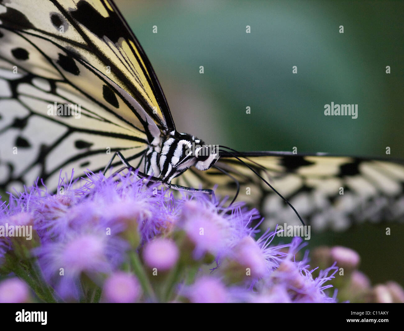Butterfly feeding on flower Stock Photo - Alamy