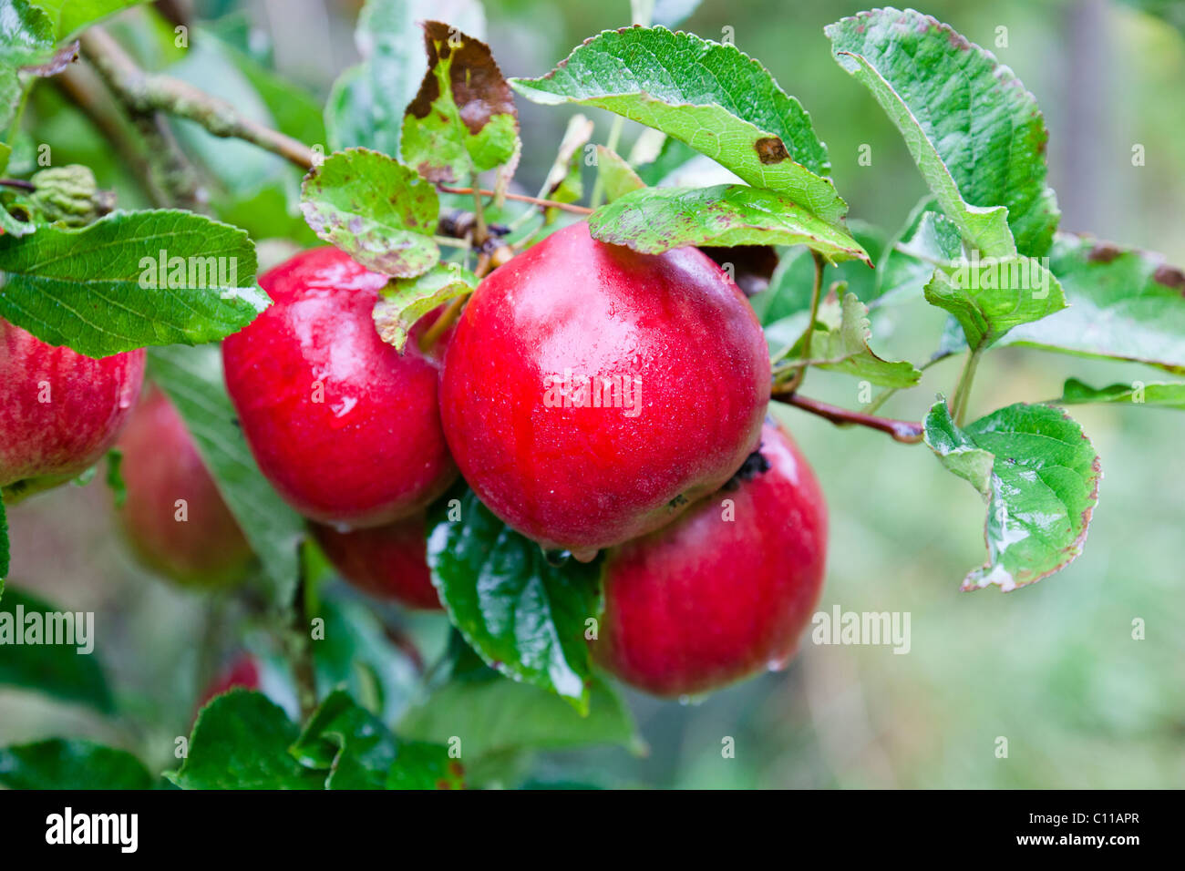 Idared hi-res stock photography and images - Alamy