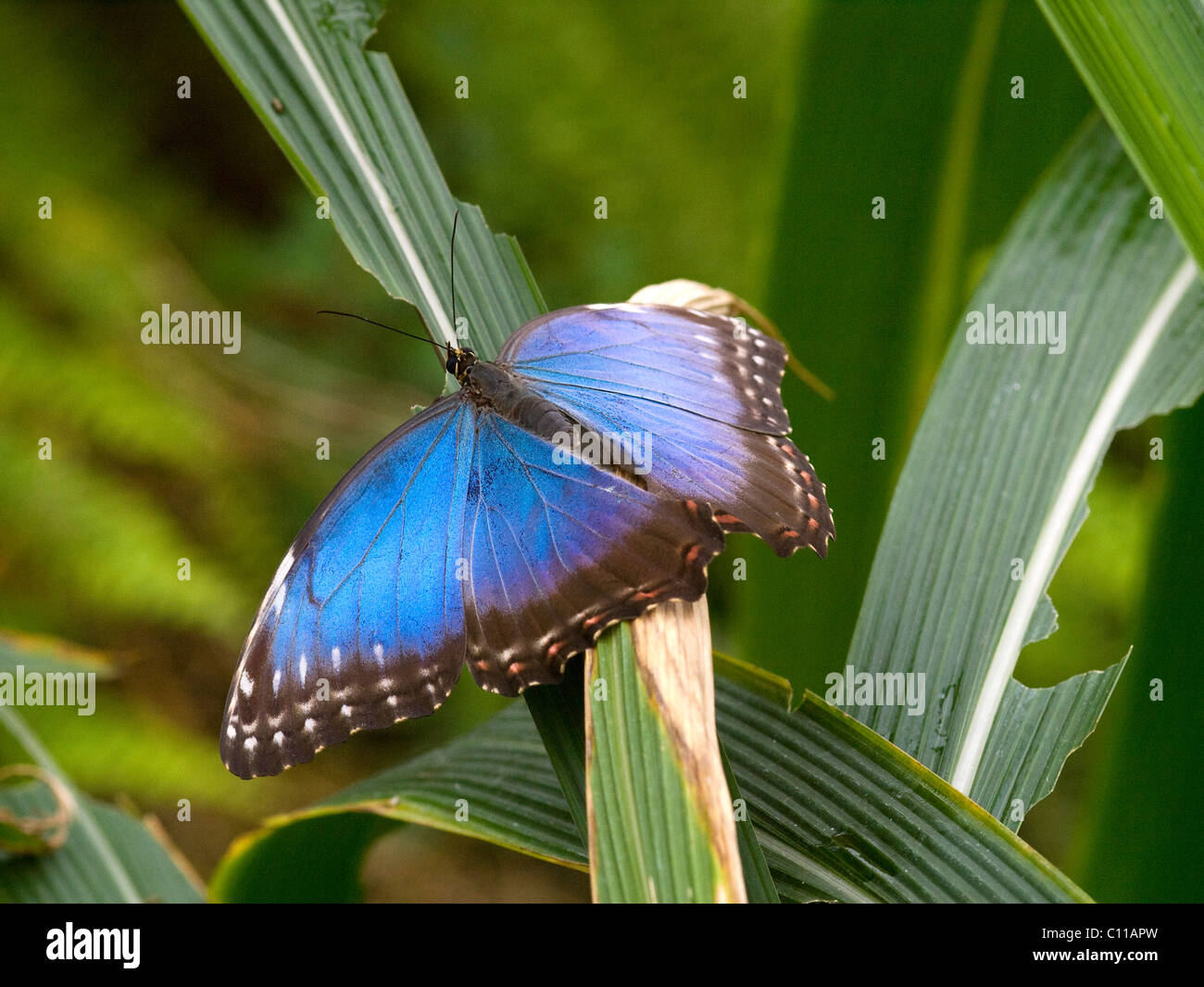 Blue butterfly on leaf Stock Photo - Alamy