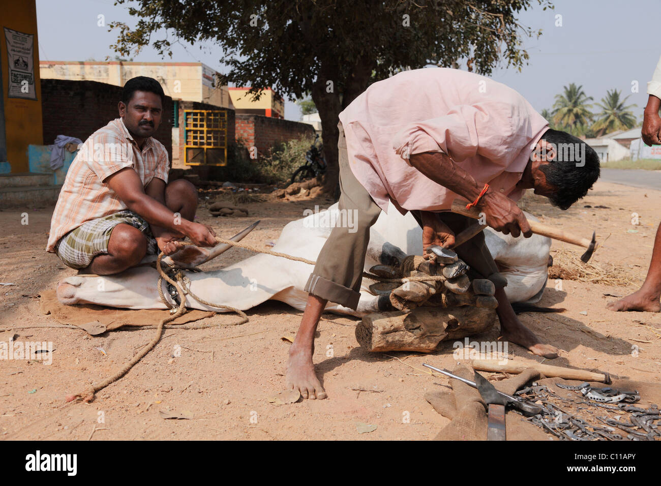 Ox being shoed with horseshoes, near Mysore, Karnataka, South India ...