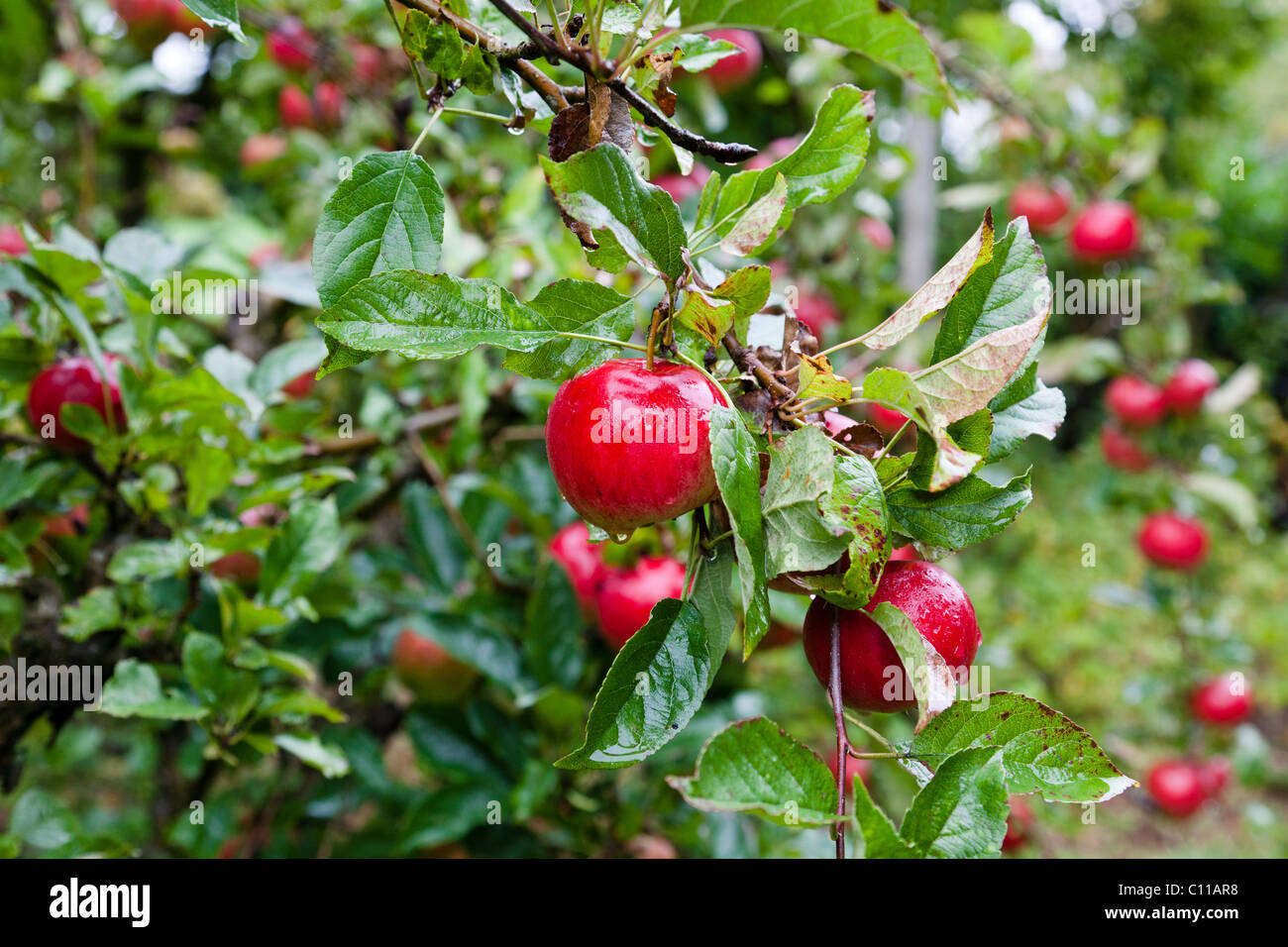 Idared apples hi-res stock photography and images - Alamy