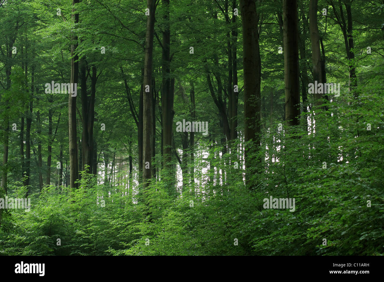 European Beech forest (Fagus sylvatica Stock Photo - Alamy