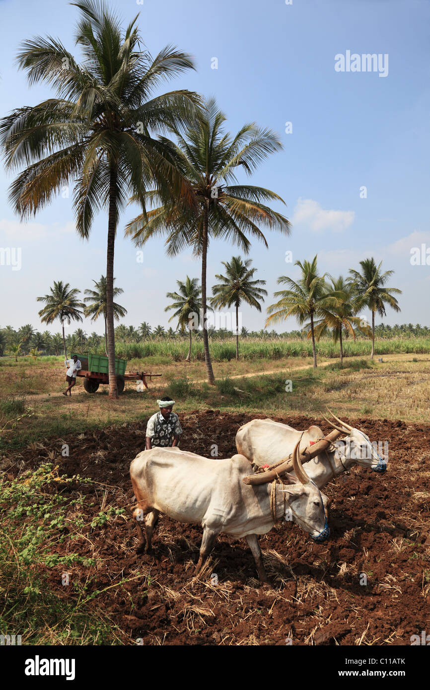 Farmer plowing field hi-res stock photography and images - Alamy