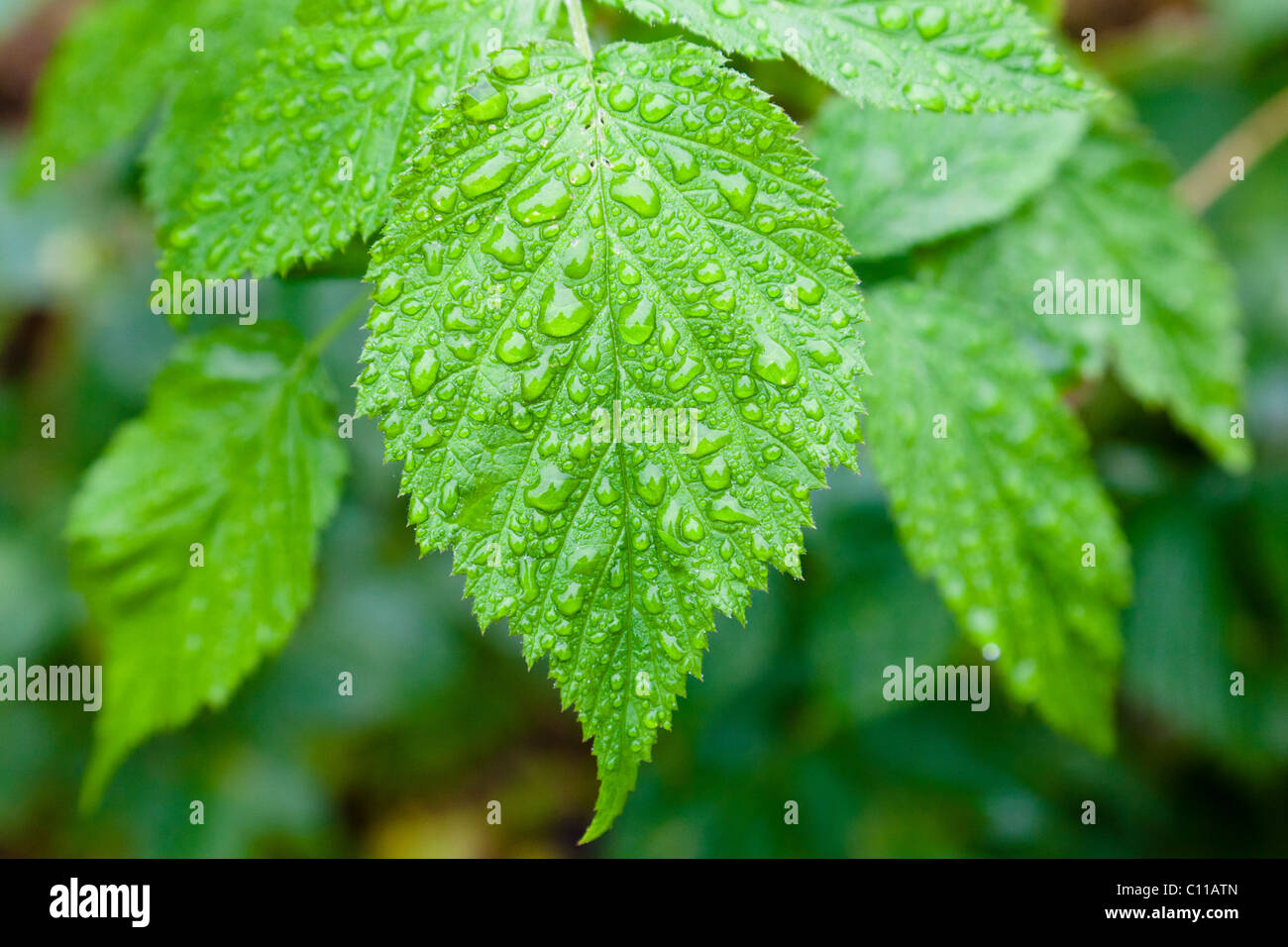 Close-up of rain droplets on raspberry (Rubus idaeus) leaves Stock ...