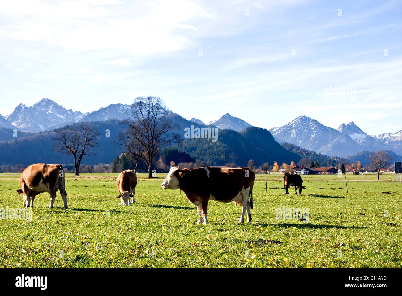 Happy German cows on green grass and mountains behind them Stock Photo ...