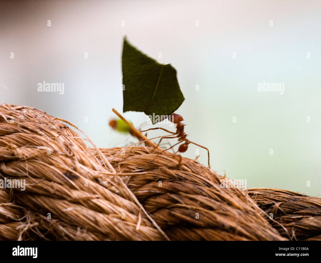 Ant pollination hi-res stock photography and images - Alamy
