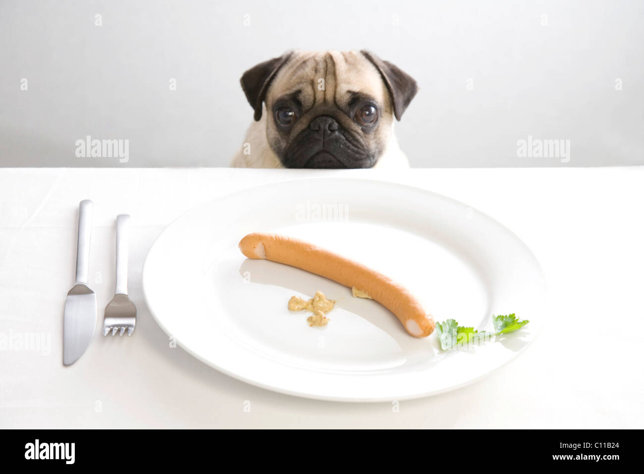 Young pug posing behind a plate with a sausage Stock Photo - Alamy
