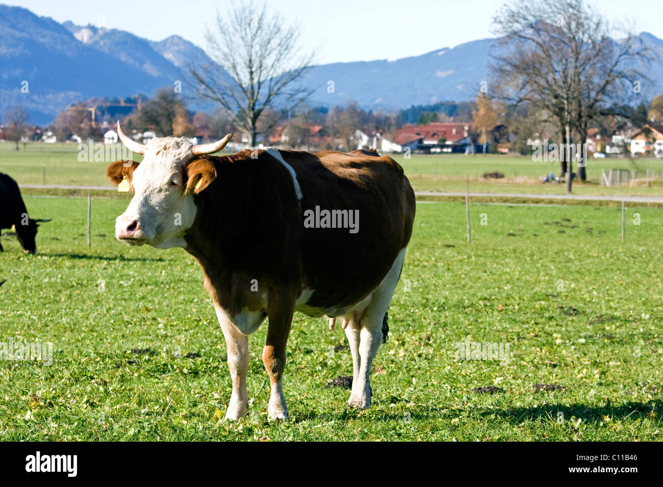 German Cow High Resolution Stock Photography and Images - Alamy