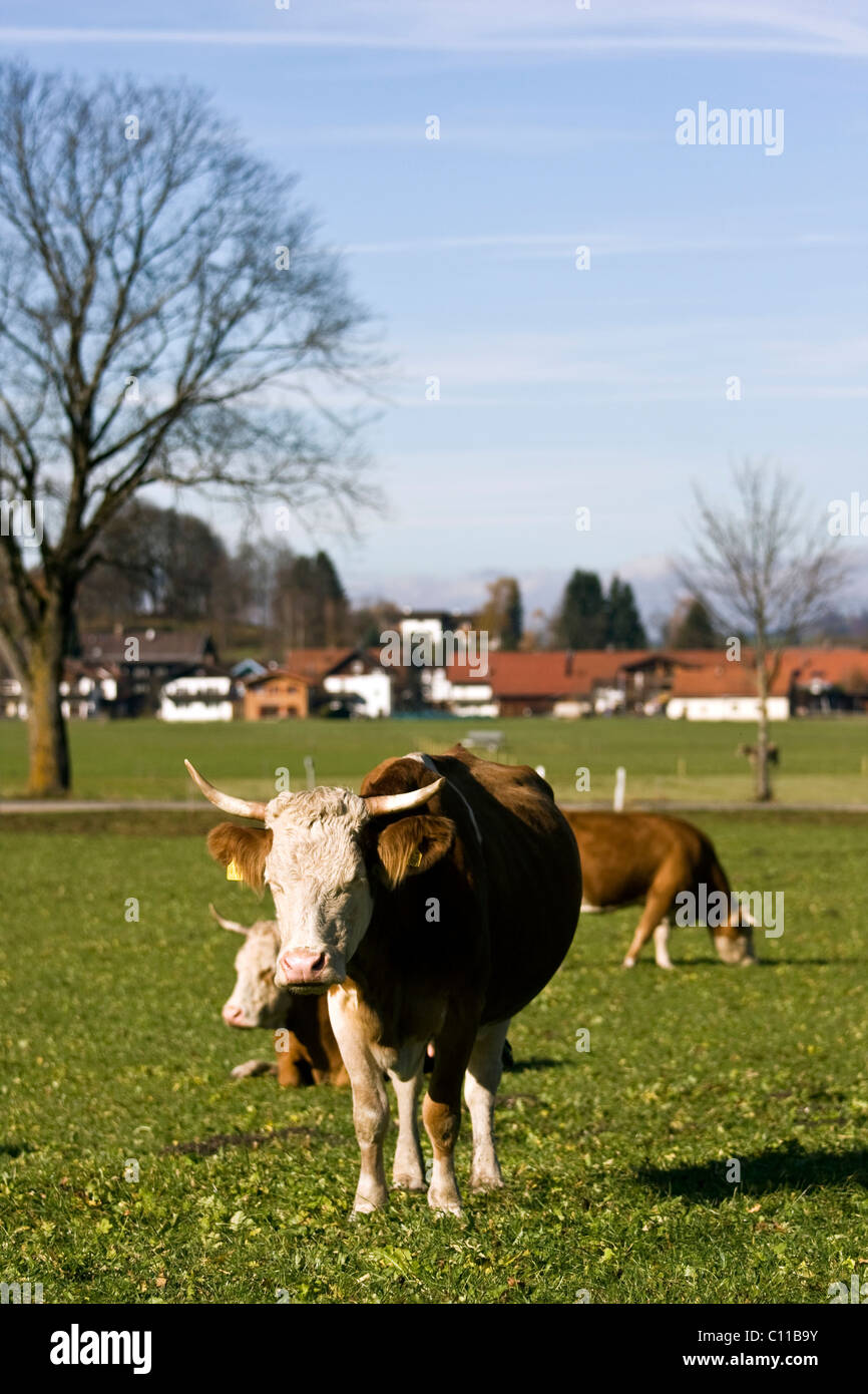 Happy German cows on green grass Stock Photo - Alamy