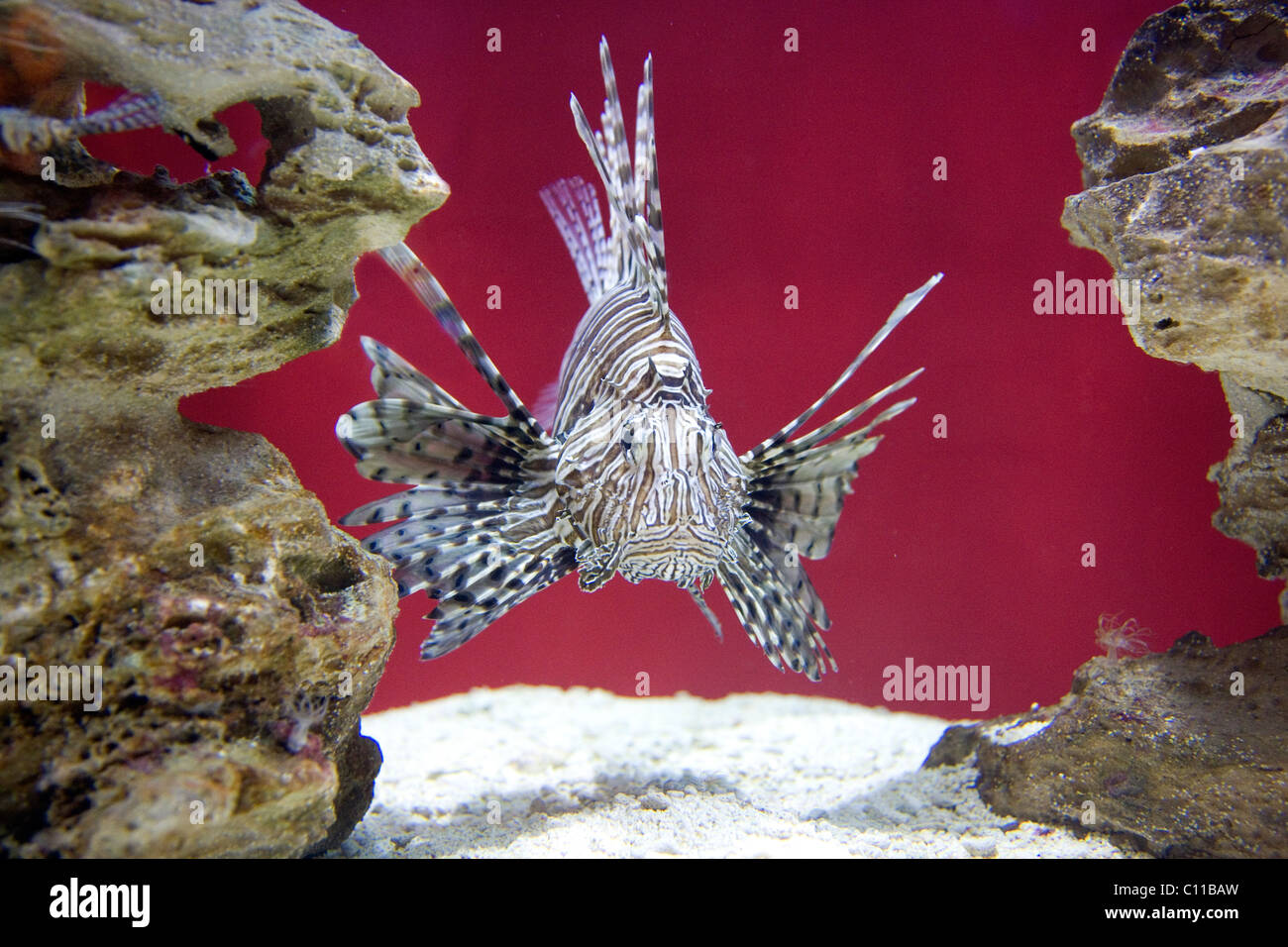 Devil Firefish at Cape Town Aquarium Stock Photo - Alamy