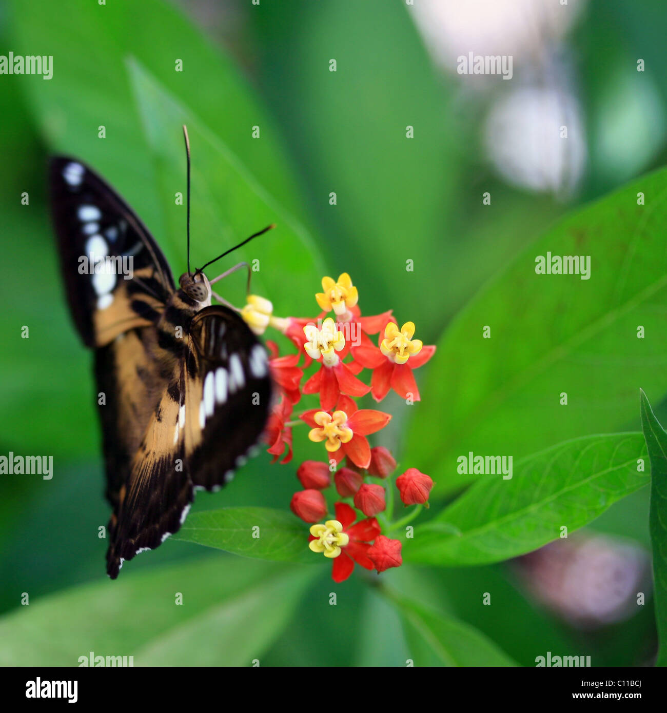 Insect die hi-res stock photography and images - Alamy