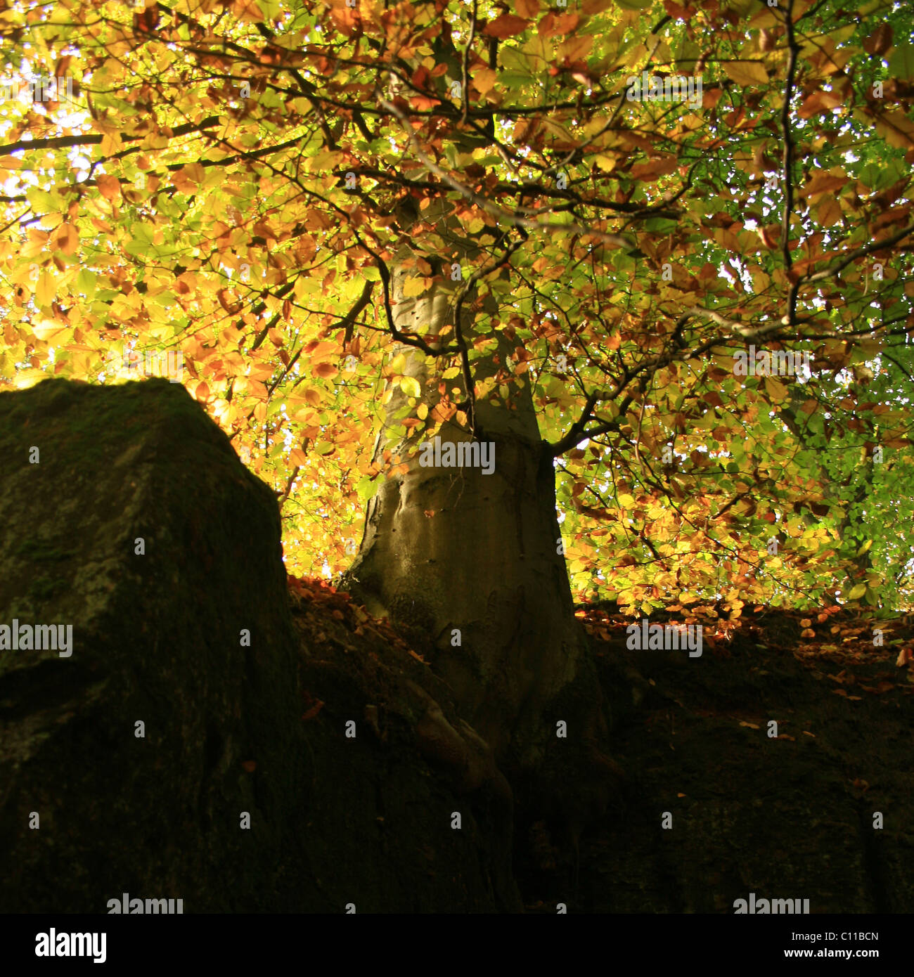 Nassogne hi-res stock photography and images - Alamy