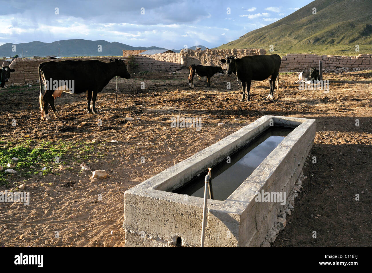 Cow troughs hi-res stock photography and images - Alamy