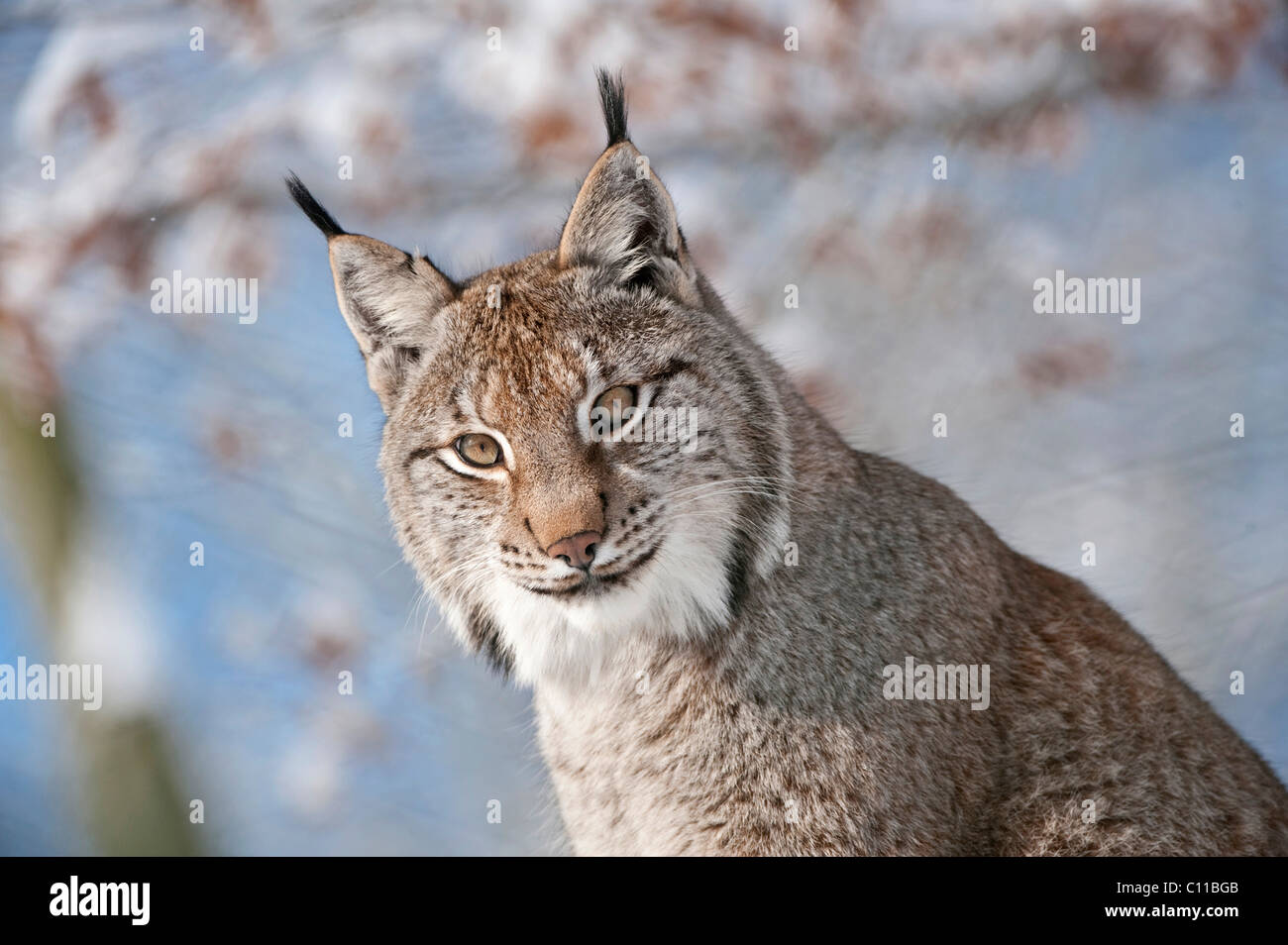 Portrait lynx lynx hi-res stock photography and images - Alamy