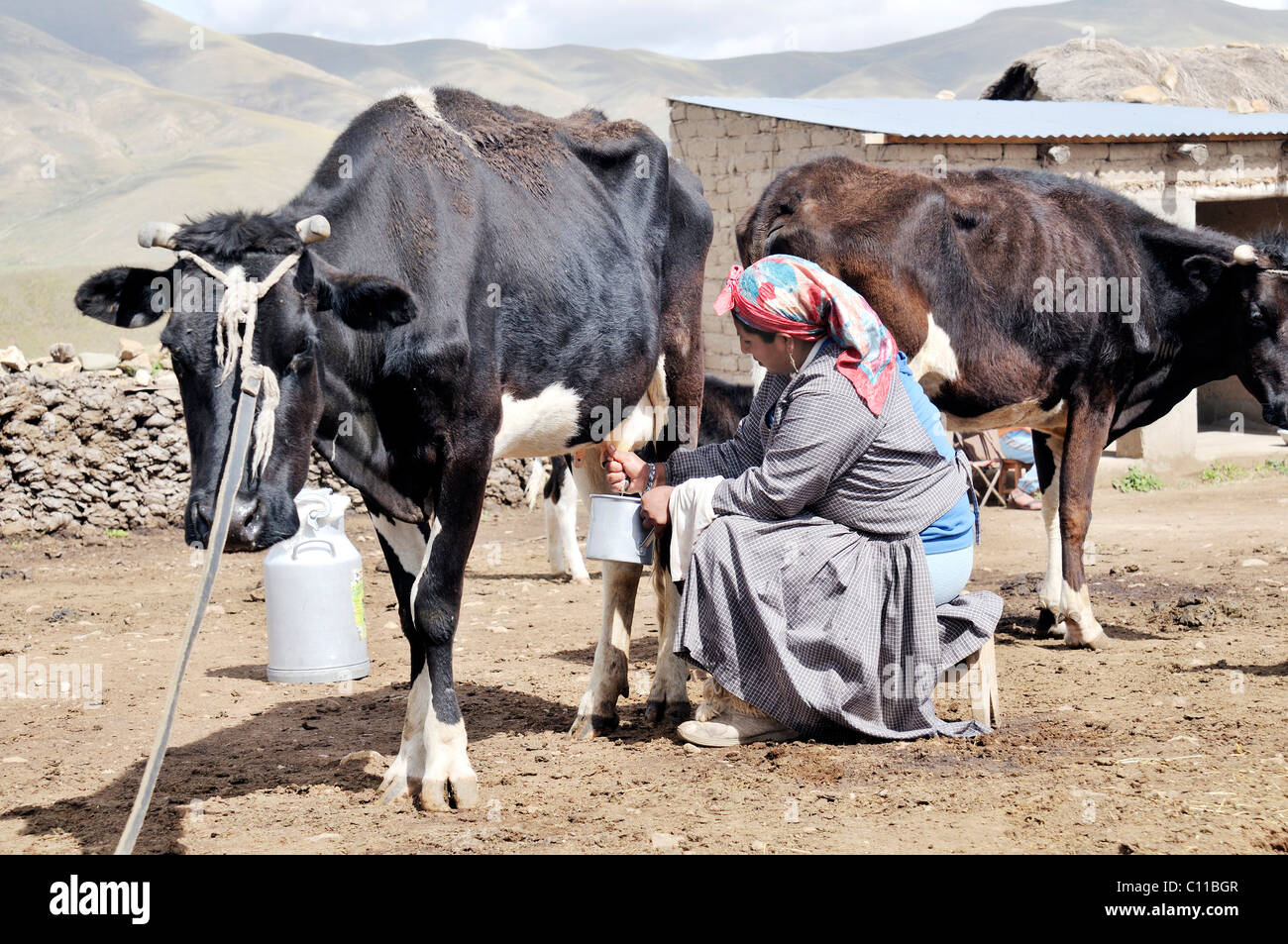 Woman cow farm milking hi-res stock photography and images - Alamy