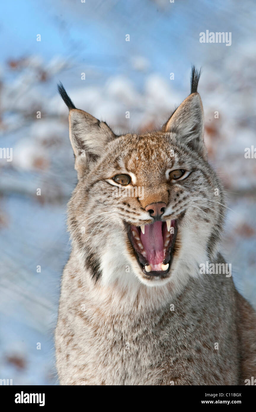 Lynx (Felis lynx), yawning, portrait, Knuell Wildlife Park, Homberg ...