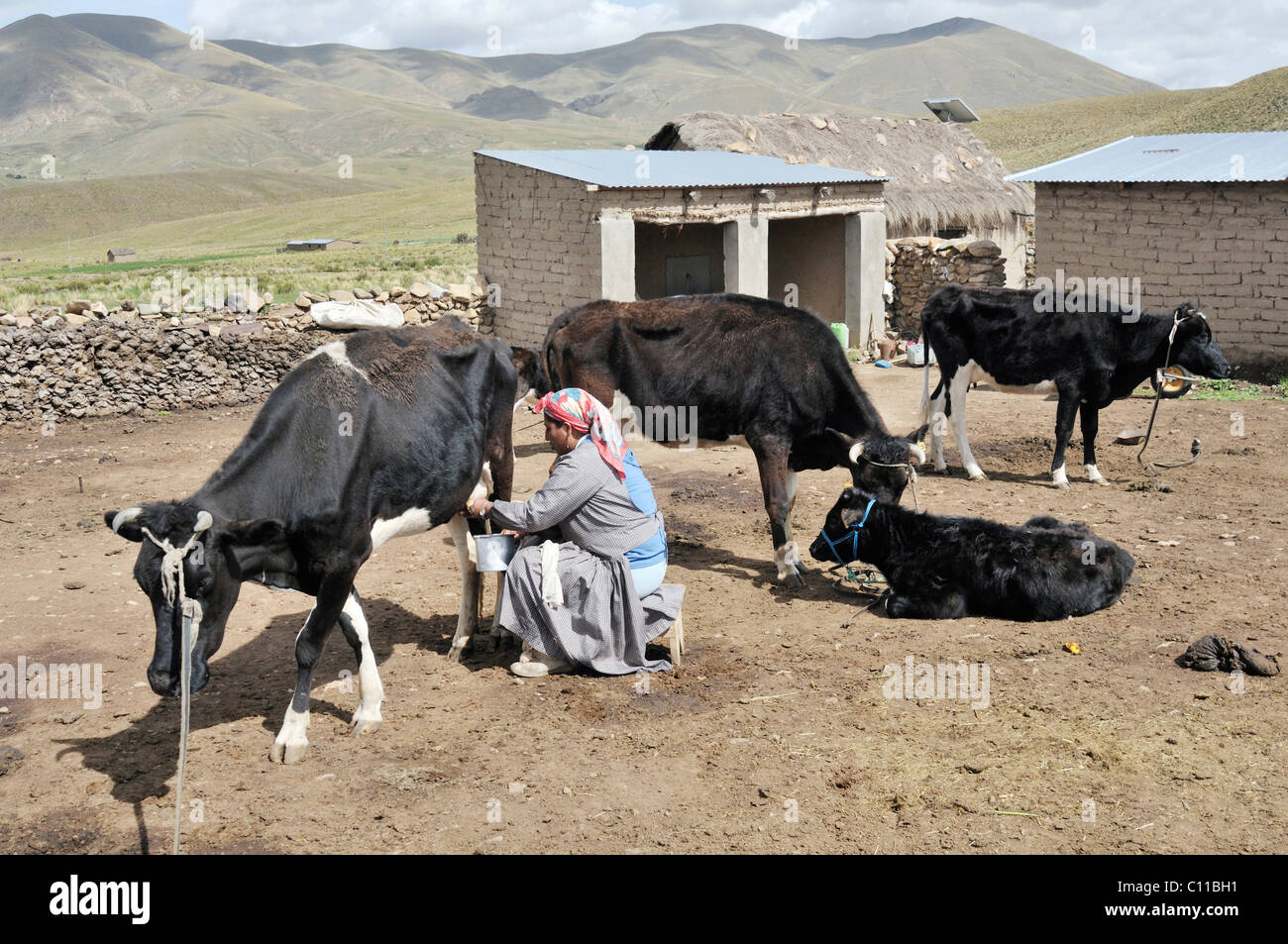 Dairy cow farming, woman milking cow, Altiplano Bolivian highland ...