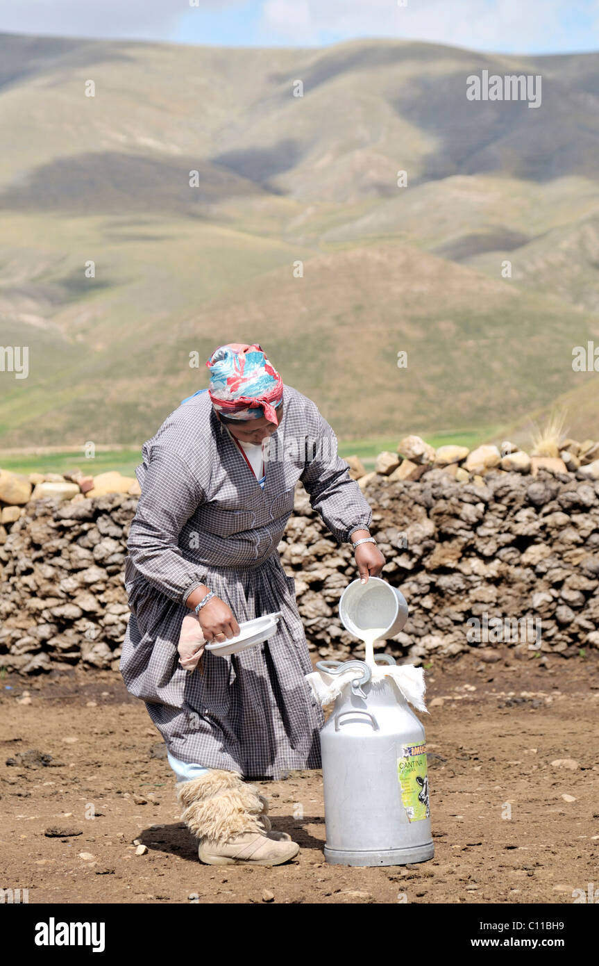 Dairy cow farming, woman filling fresh cow's milk into a milk churn ...