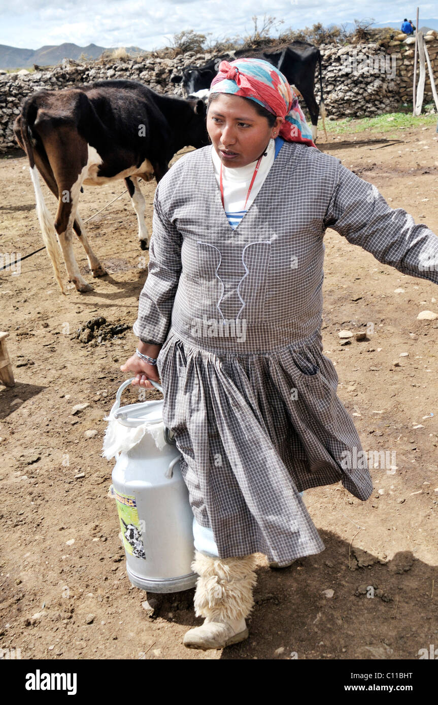 Dairy cow farming, woman with milk churn, Altiplano Bolivian highland ...