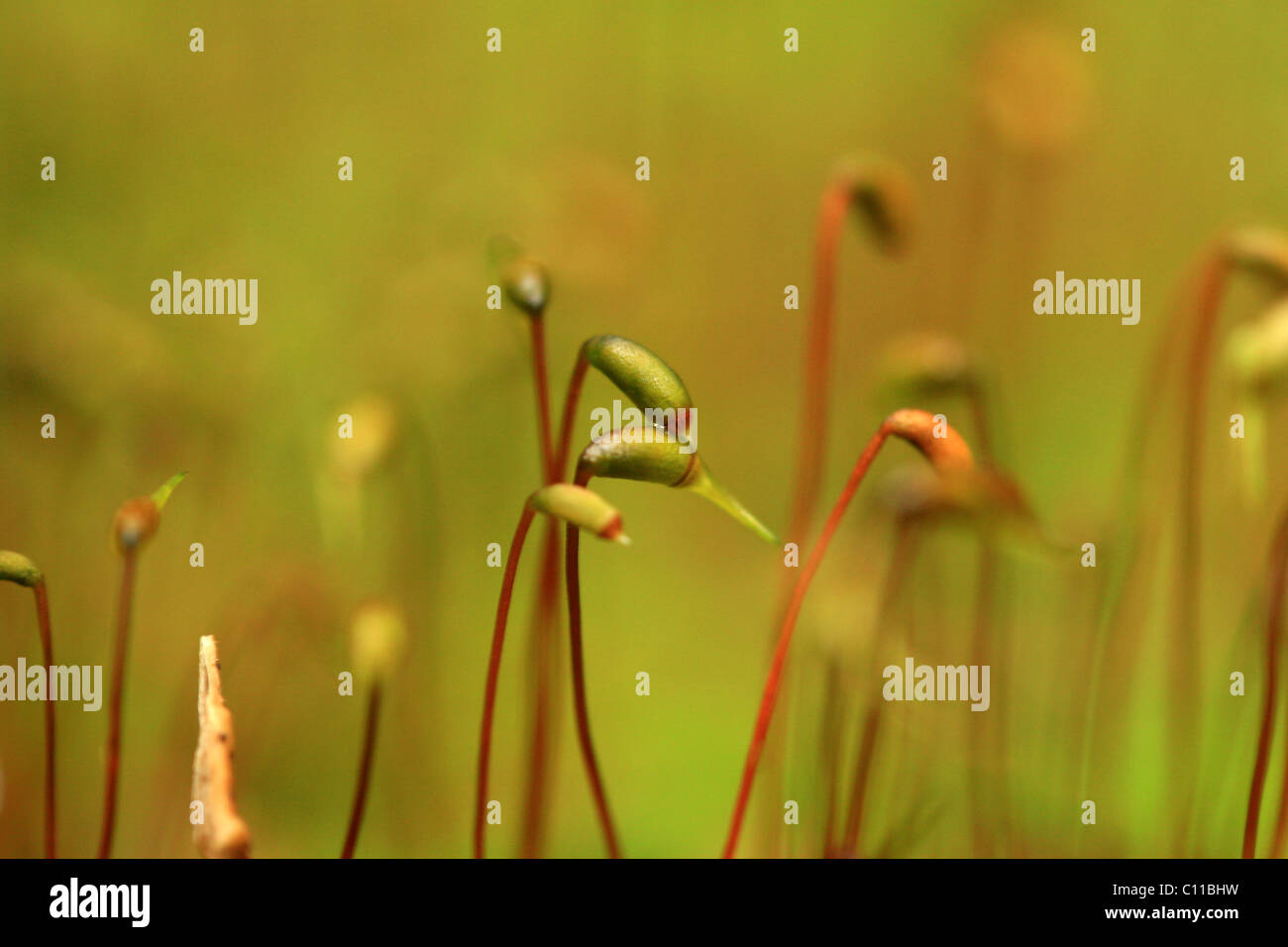 Wallonie, Nassogne, Belgium Stock Photo - Alamy