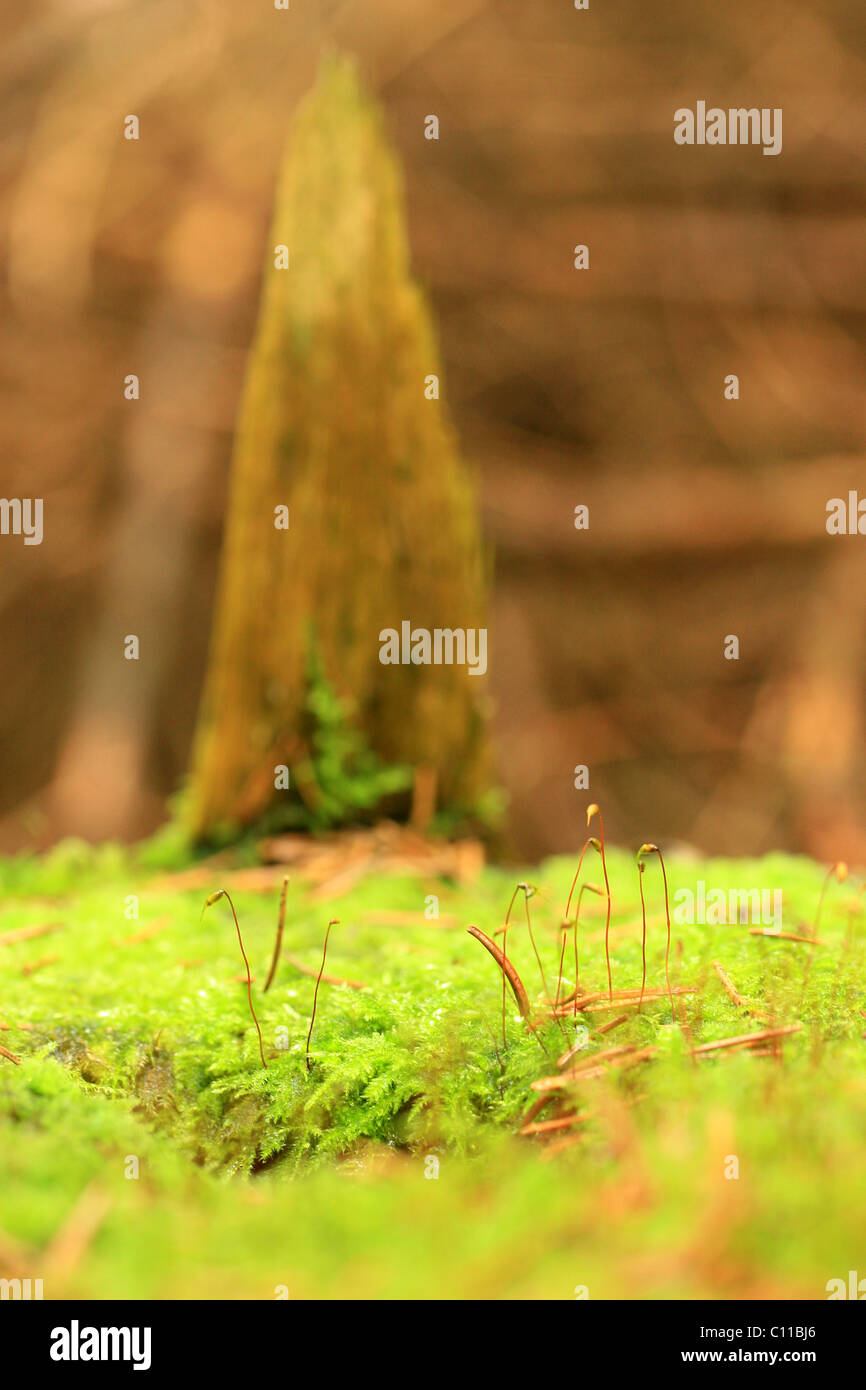 Wallonie, Nassogne, Belgium Stock Photo - Alamy