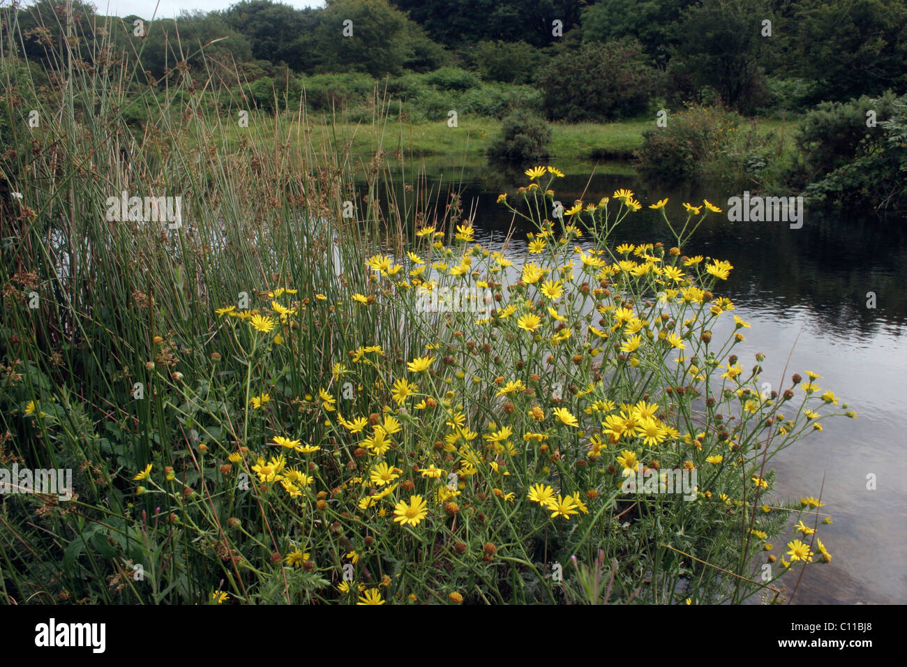 Marsh ragwort hi-res stock photography and images - Alamy