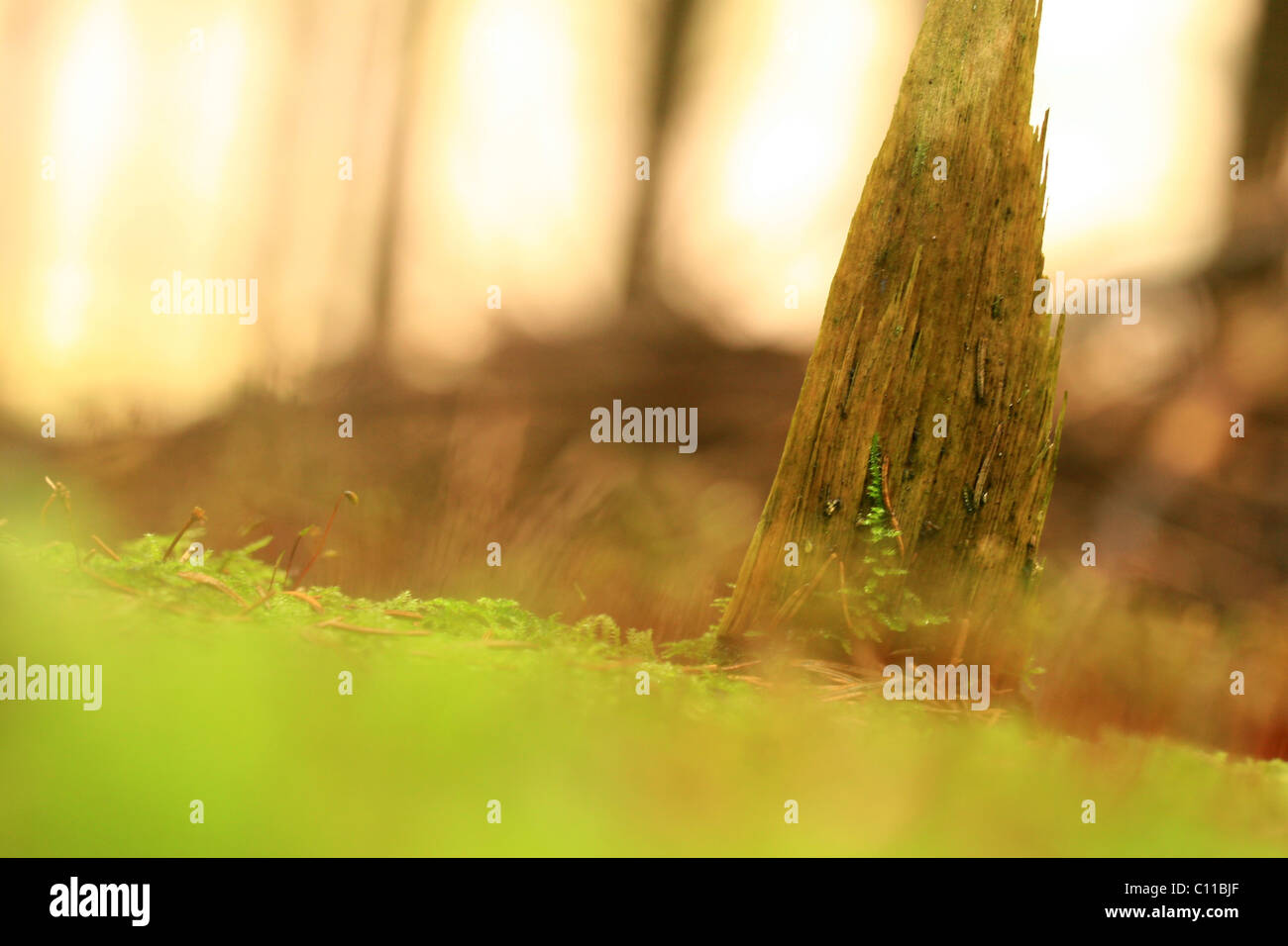 Wallonie, Nassogne, Belgium Stock Photo - Alamy