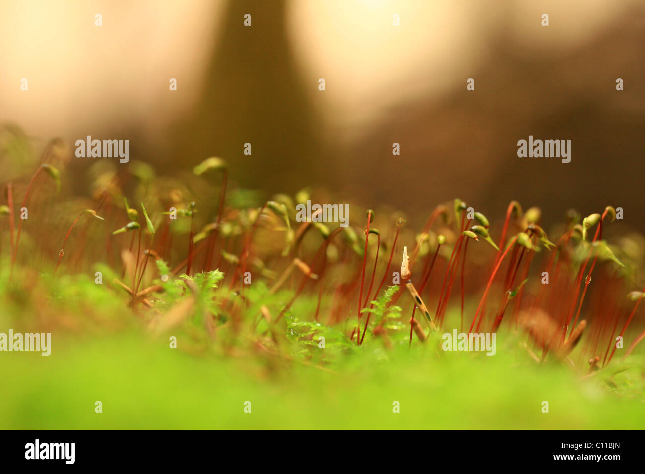 Wallonie, Nassogne, Belgium Stock Photo - Alamy