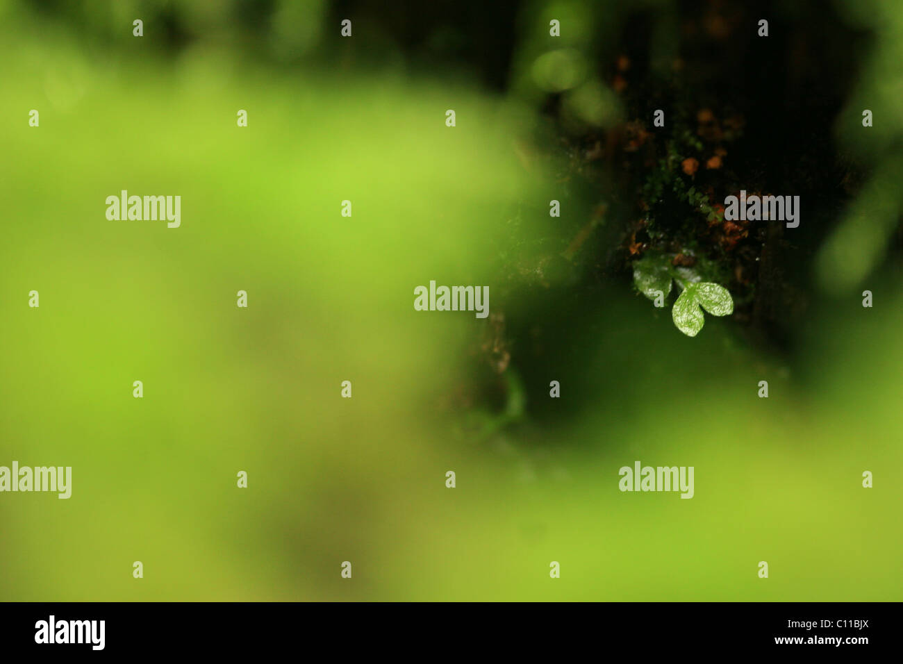 Nassogne hi-res stock photography and images - Alamy