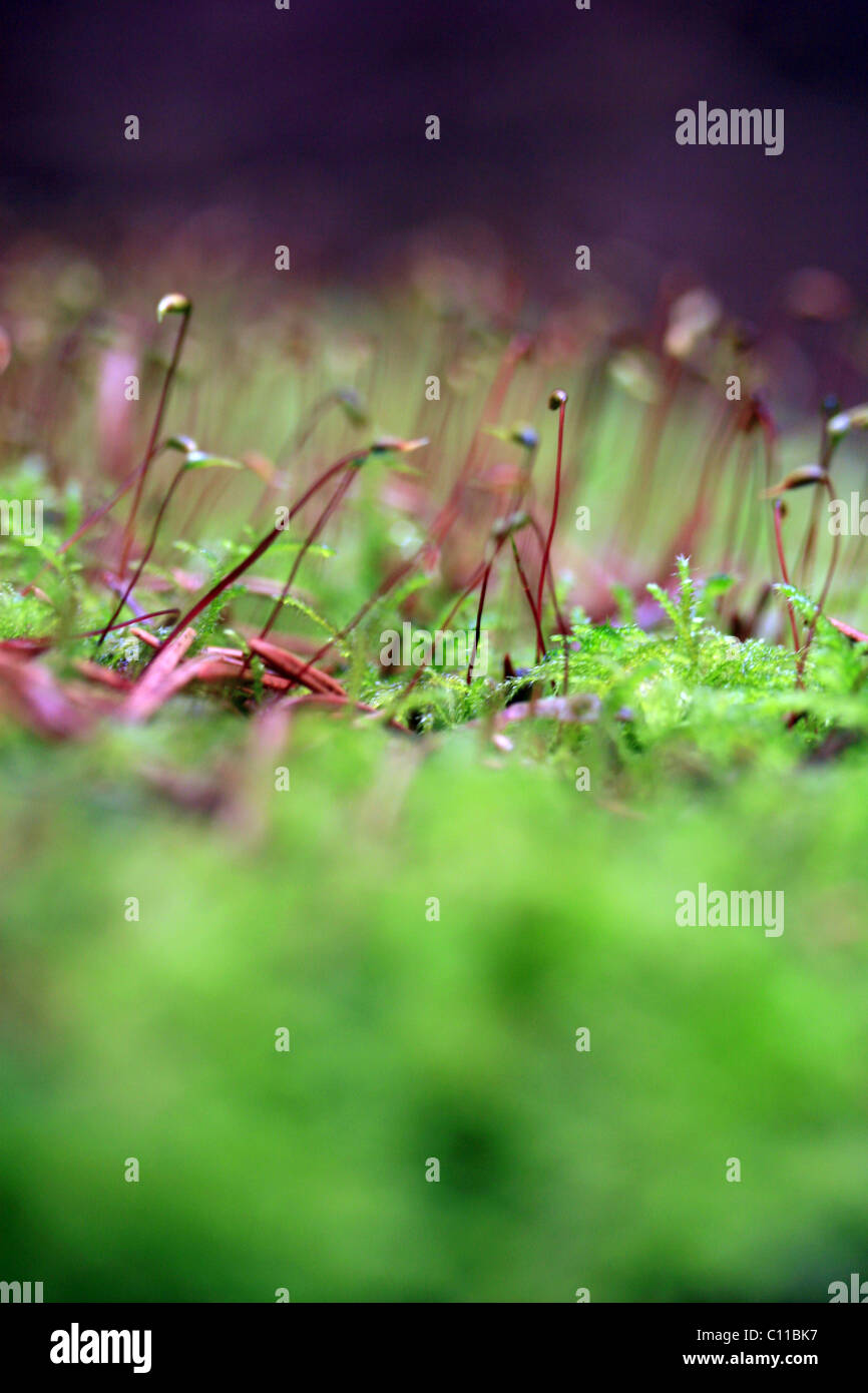 Nassogne hi-res stock photography and images - Alamy