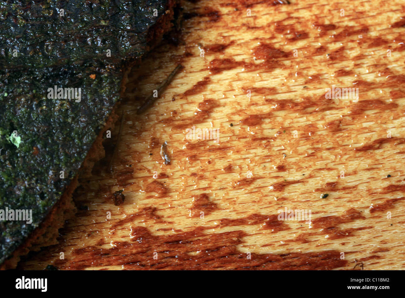 Wallonie, Nassogne, Belgium Stock Photo - Alamy