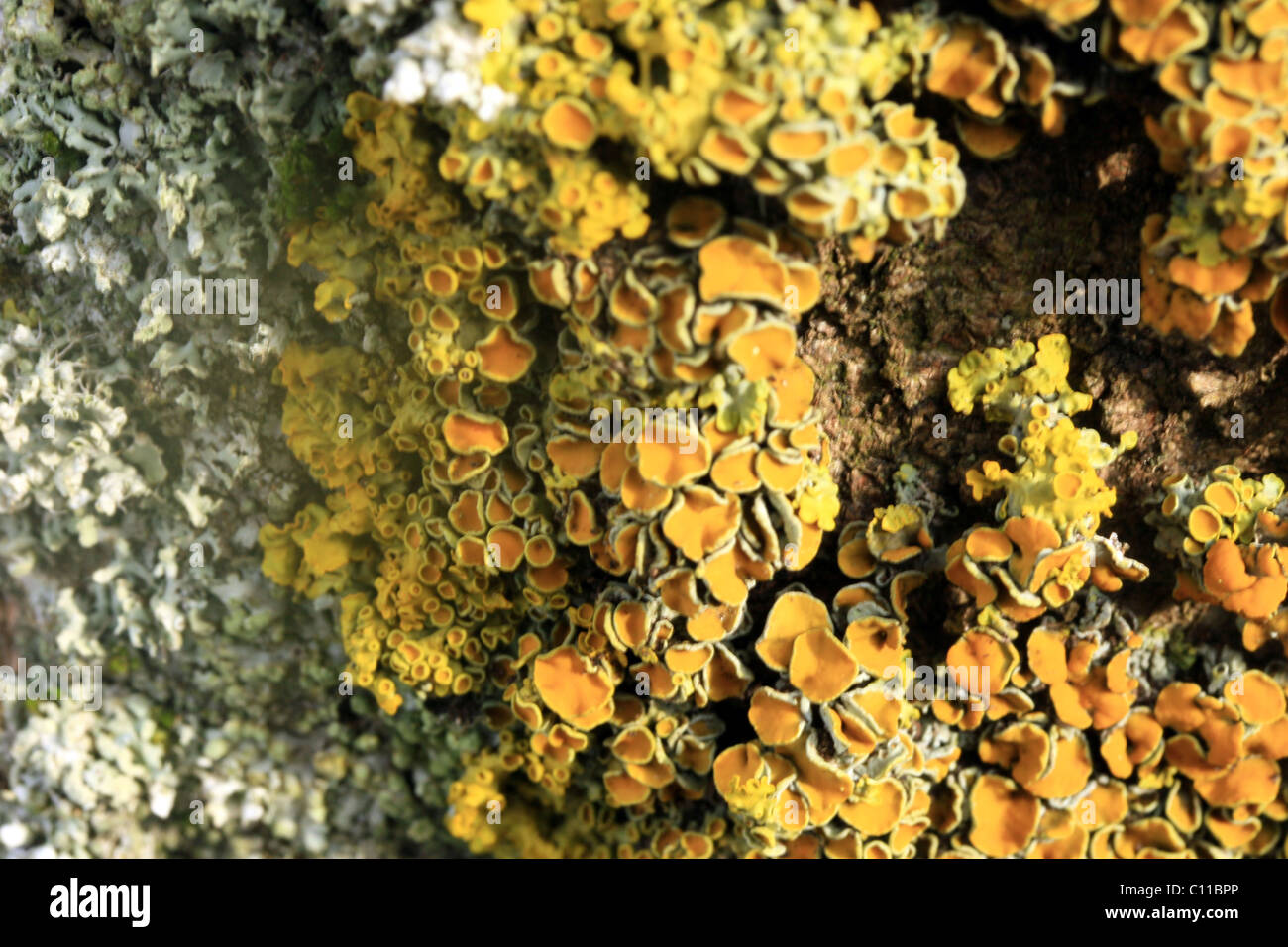 Wallonie, Nassogne, Belgium Stock Photo - Alamy