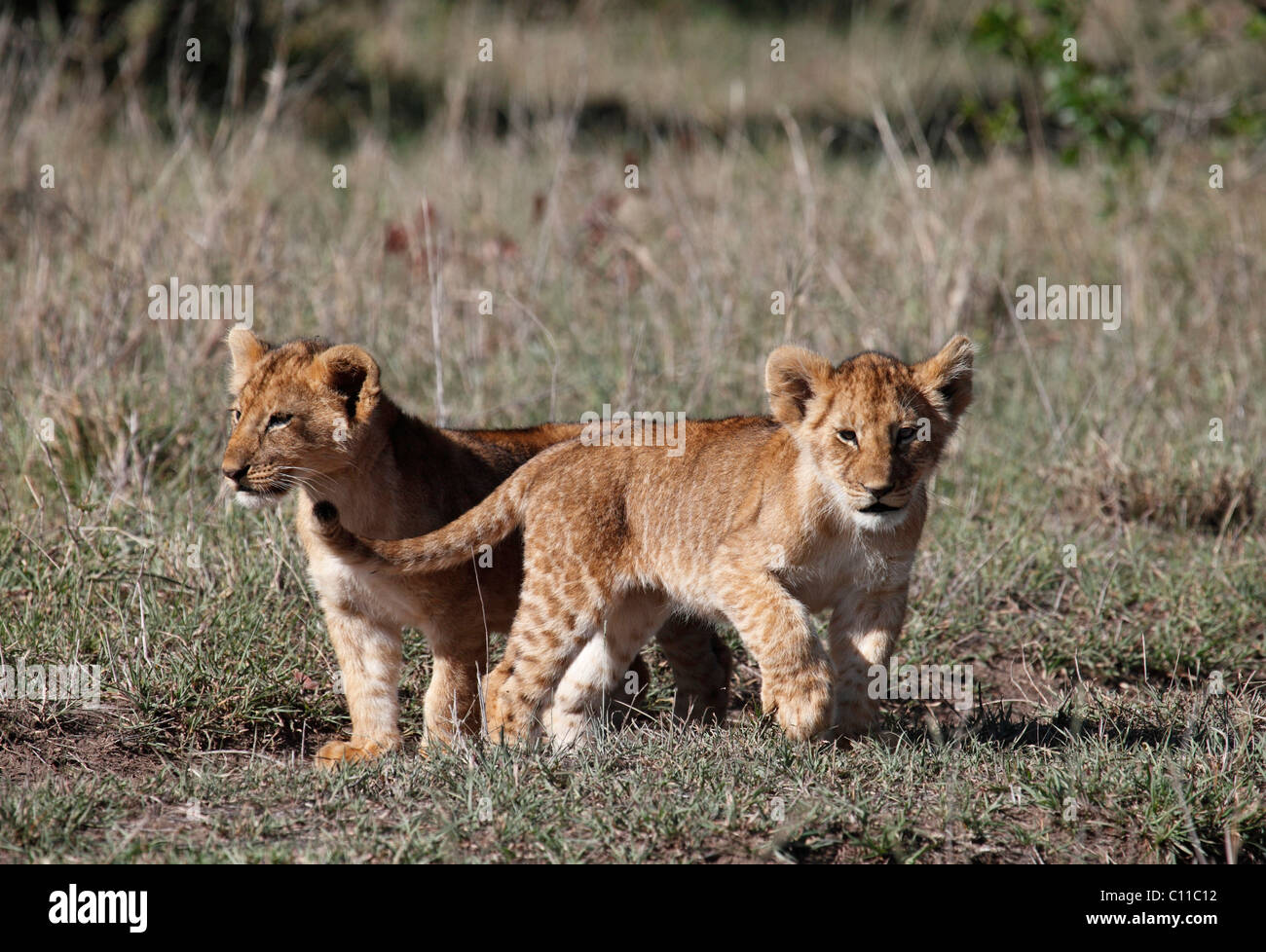 Lion (Panthera leo) cubs Stock Photo - Alamy