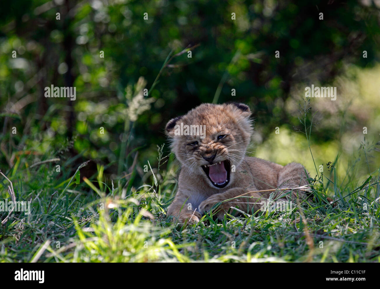 Lion (Panthera leo) cub Stock Photo - Alamy